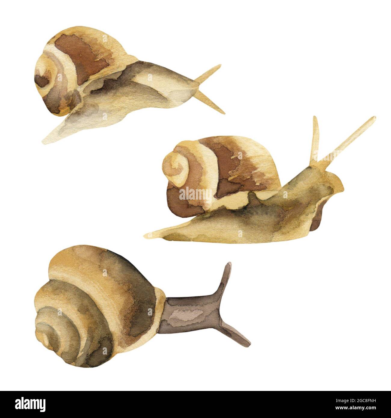 Snails. Watercolor illustration Stock Photo - Alamy