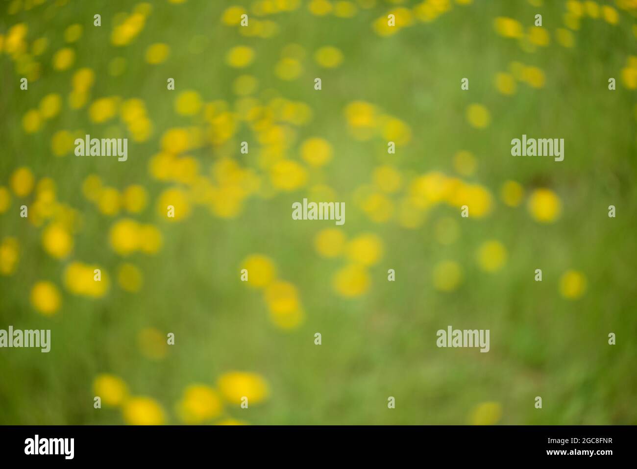 Wild flora, flowers in spring in the Pampas landscape, La Pampa ...