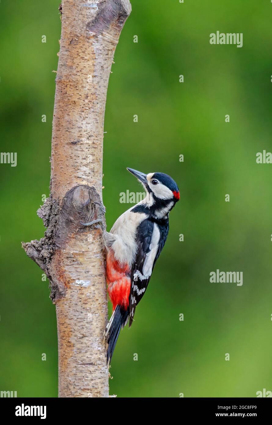 Great spotted woodpecker, Dendrocopus major, Rayleigh, Essex Stock ...