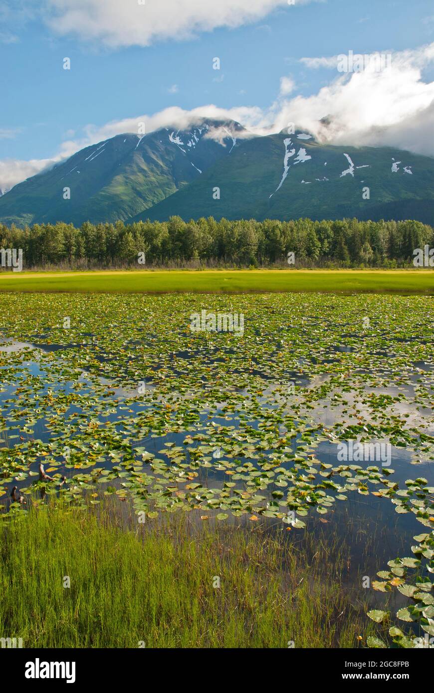 Wet land bird hi-res stock photography and images - Alamy