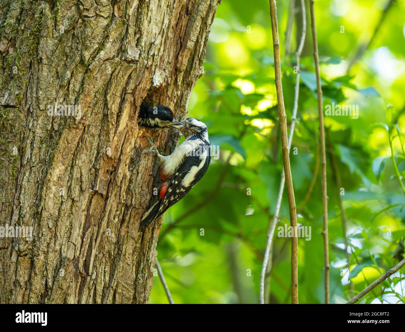 Great Spotted Woodpecker Feeding a Young Woodpecker Stock Photo - Alamy