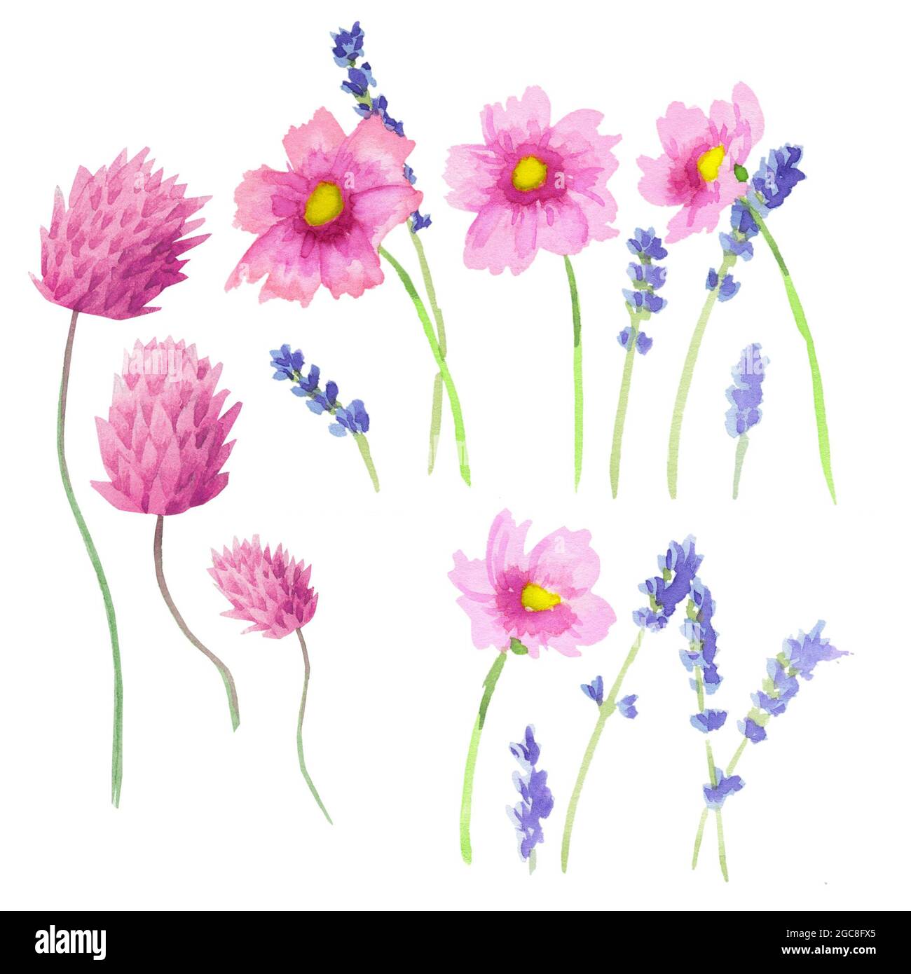 Wildflowers watercolor hand drawn illustration Stock Photo - Alamy