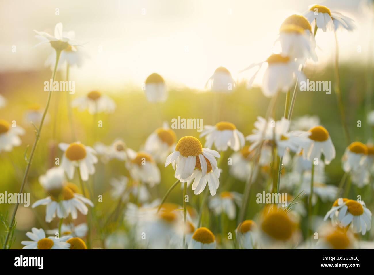Daisies in the morning light hi-res stock photography and images - Alamy