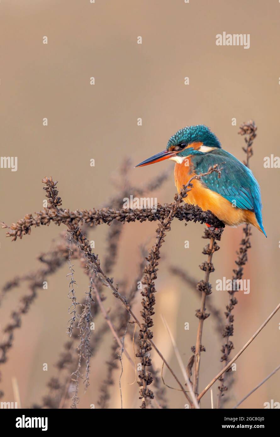 Kingfisher, Alcedo atthis, Flood defence channel, Exeter Stock Photo ...