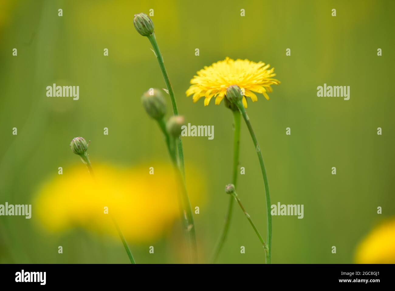 Wild flora, flowers in spring in the Pampas landscape, La Pampa ...