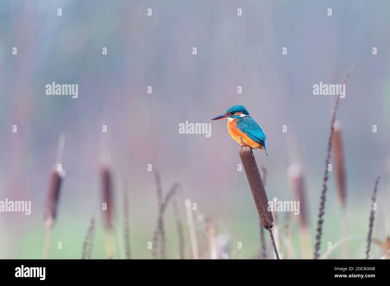 Kingfisher, Alcedo atthis, Flood defence channel, Exeter Stock Photo ...