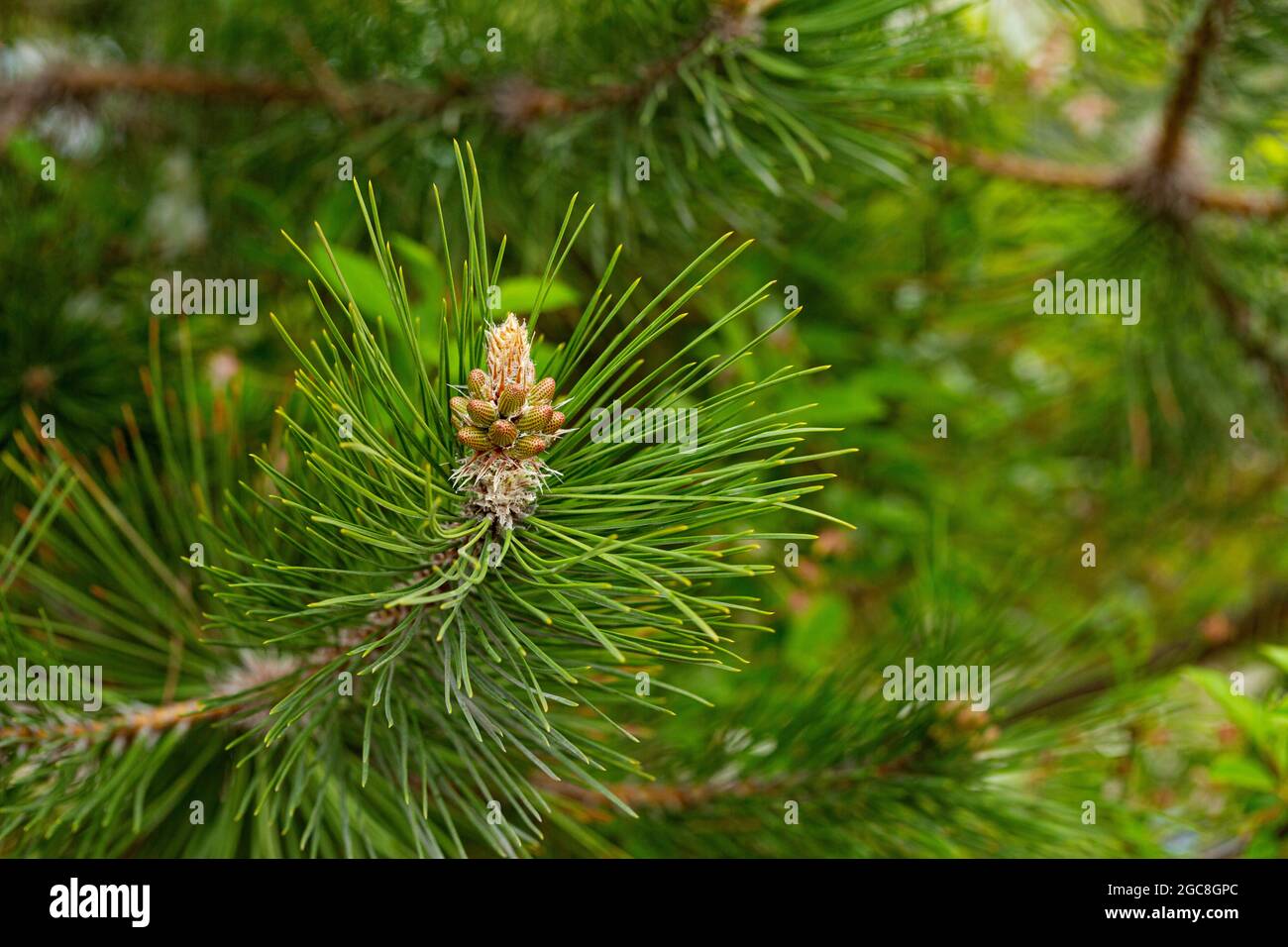 Pine tree macro hi-res stock photography and images - Alamy