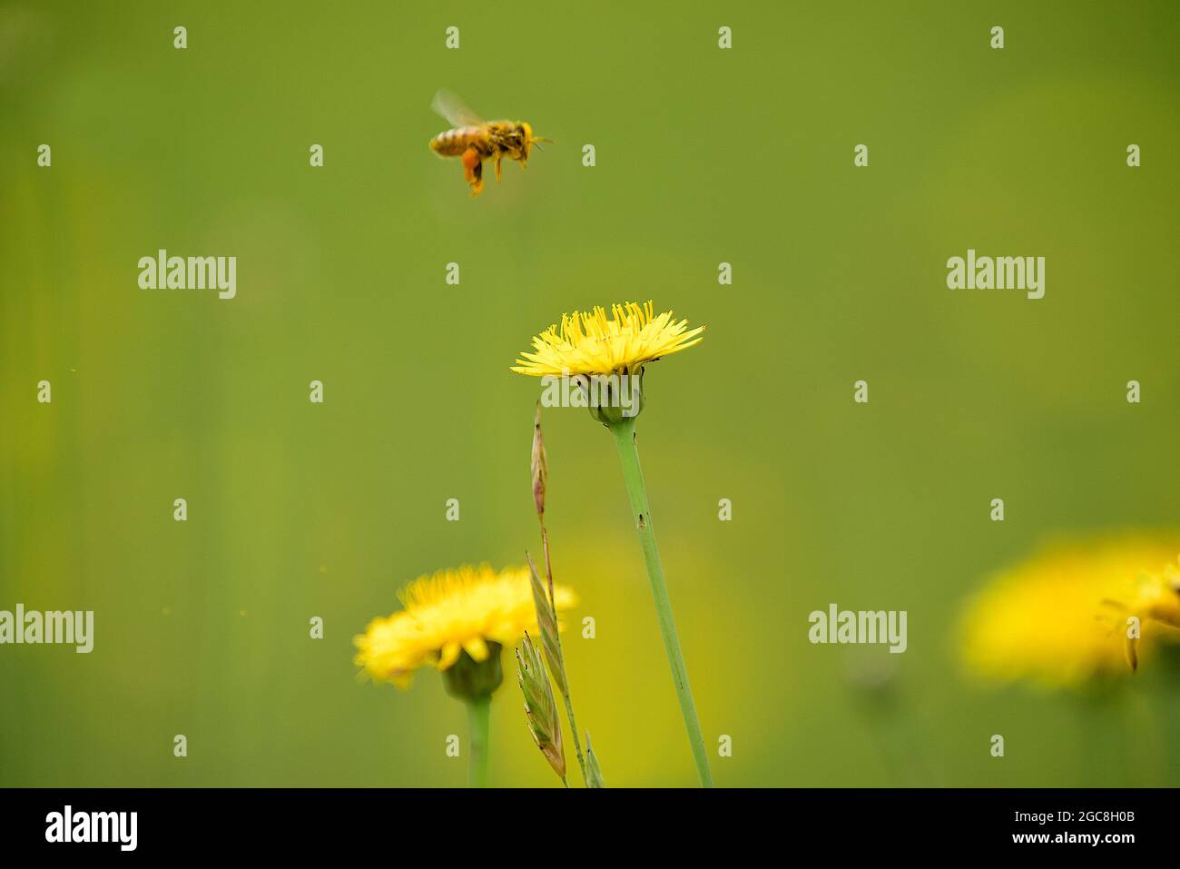 Bee on a flower , Patagonia, Argentina Stock Photo - Alamy