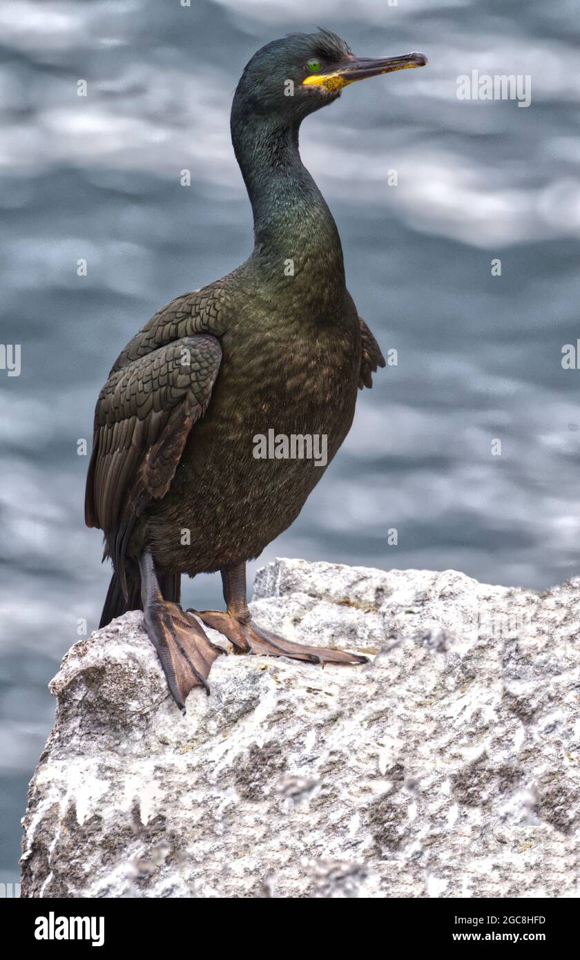 Glossy dark green plumage hi-res stock photography and images - Alamy