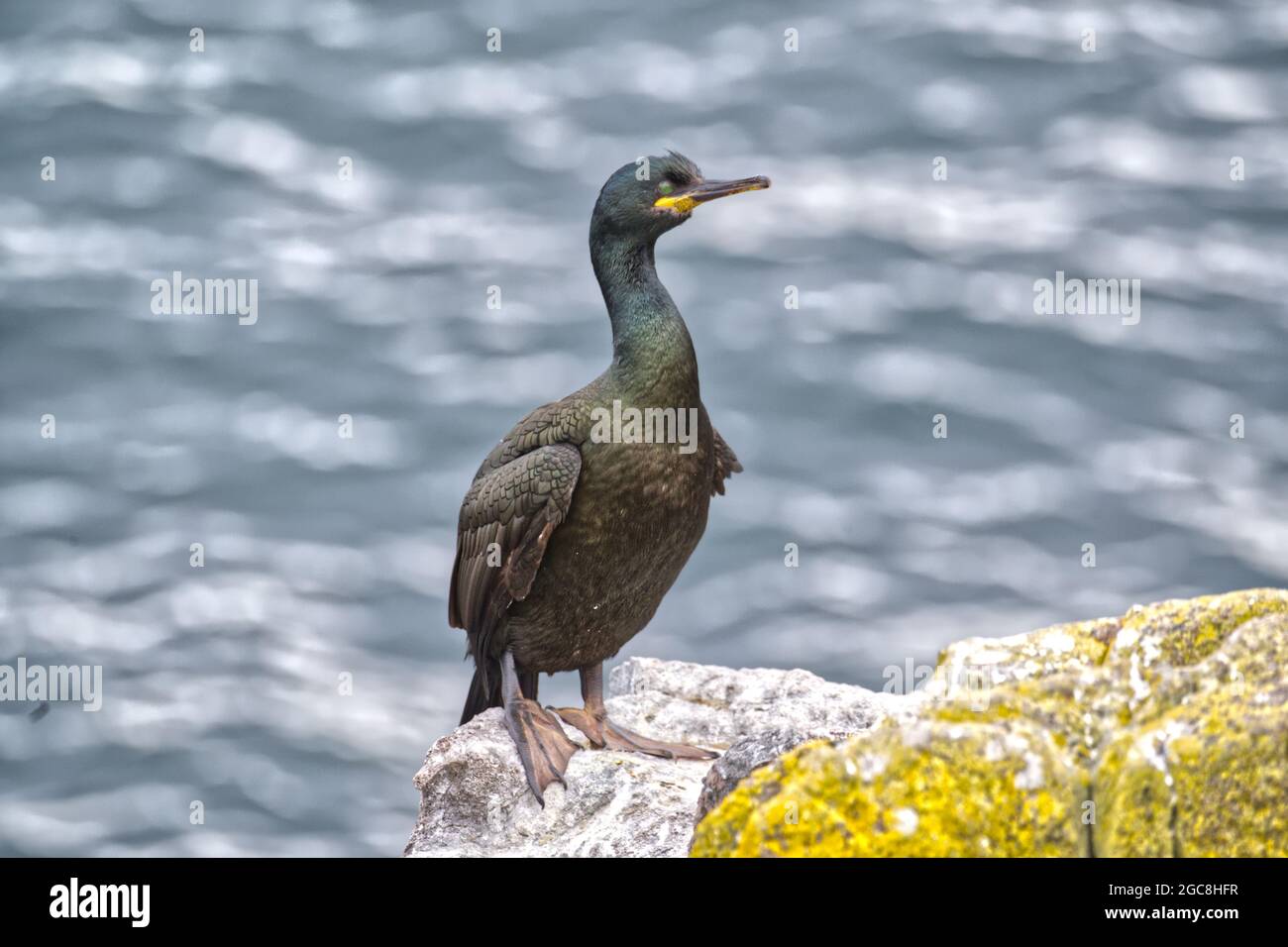 Glossy dark green plumage hi-res stock photography and images - Alamy