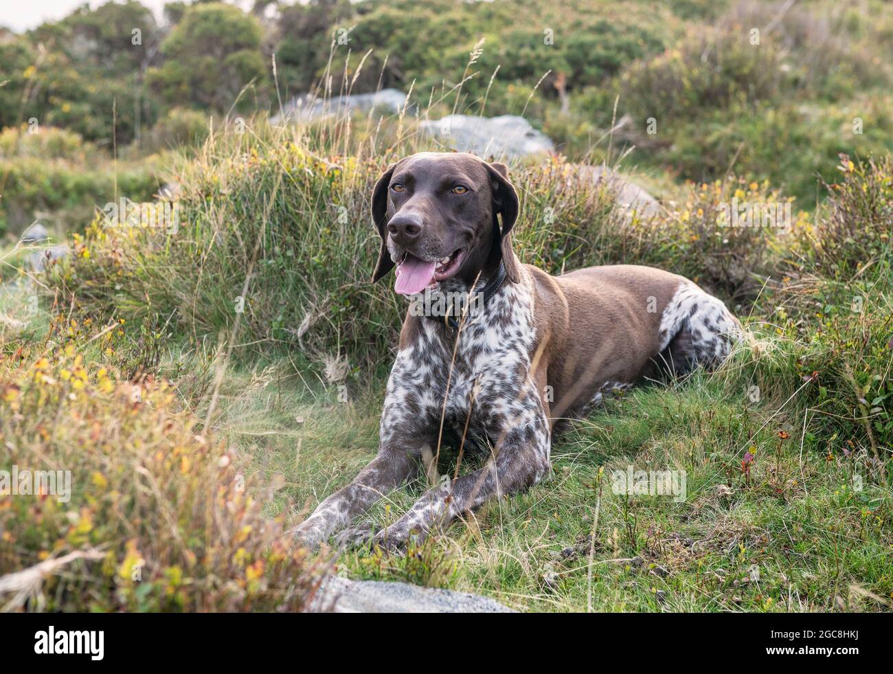 German short-haired pointer Stock Photo - Alamy