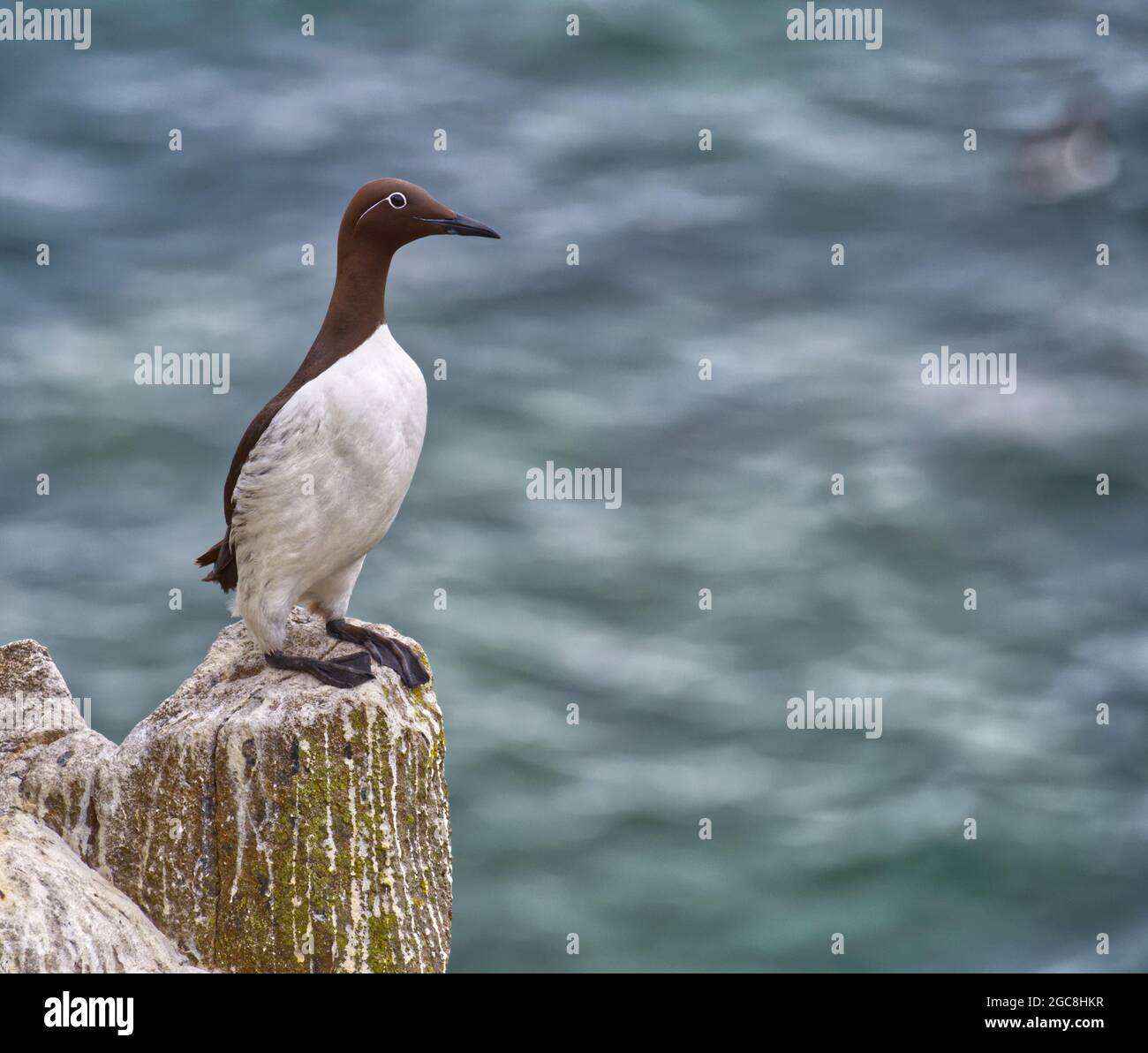 Guillemot scotland hi-res stock photography and images - Alamy