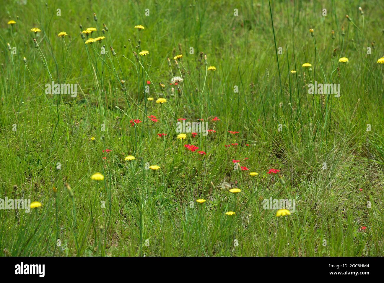 Wild flora, flowers in spring in the Pampas landscape, La Pampa ...