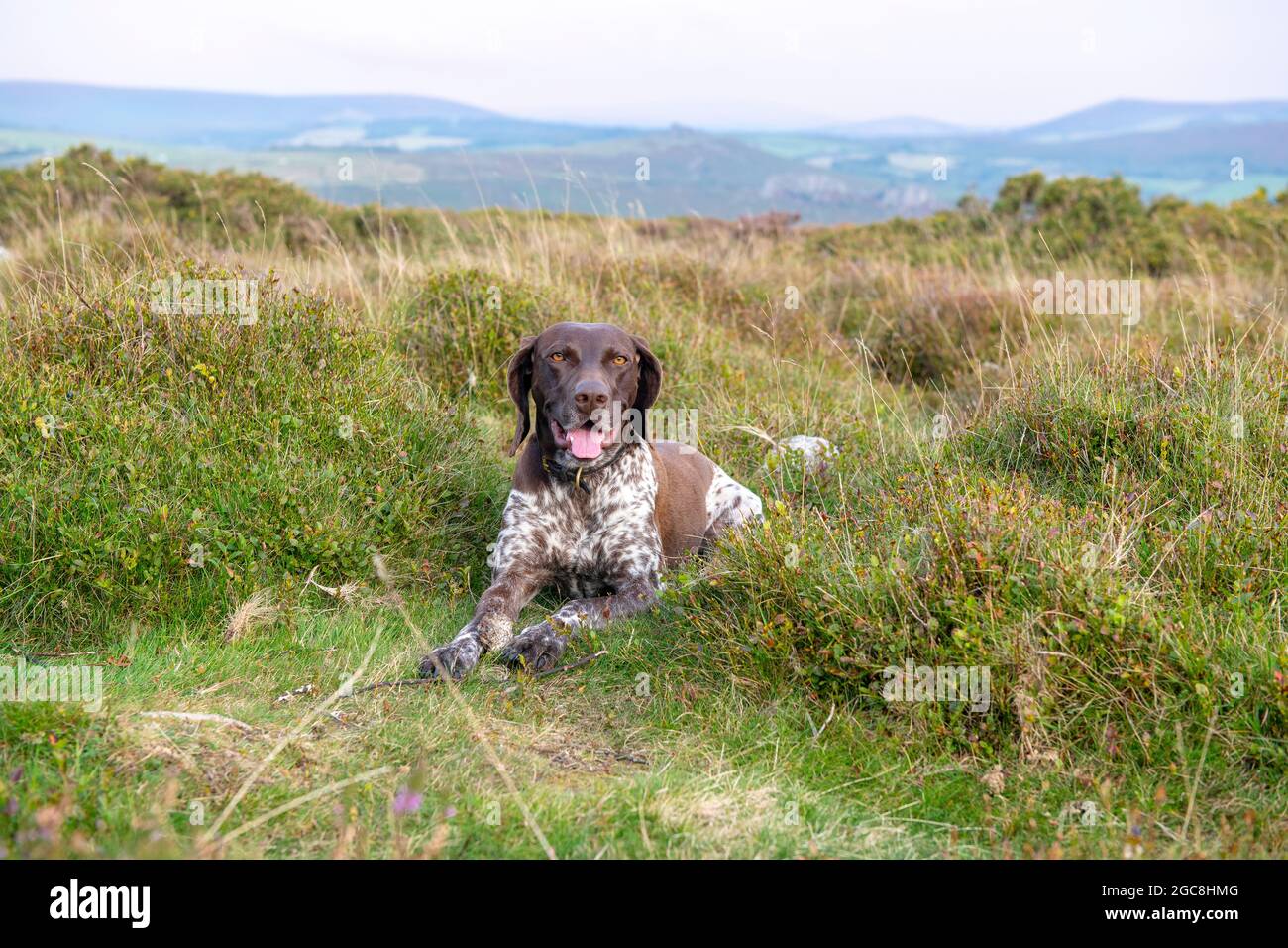 German short-haired pointer Stock Photo - Alamy