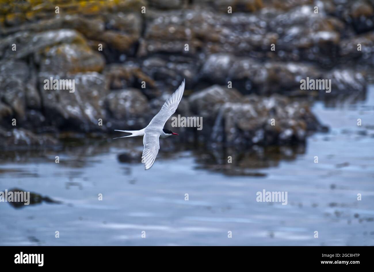 Isle of may scotland arctic terns hi-res stock photography and images ...