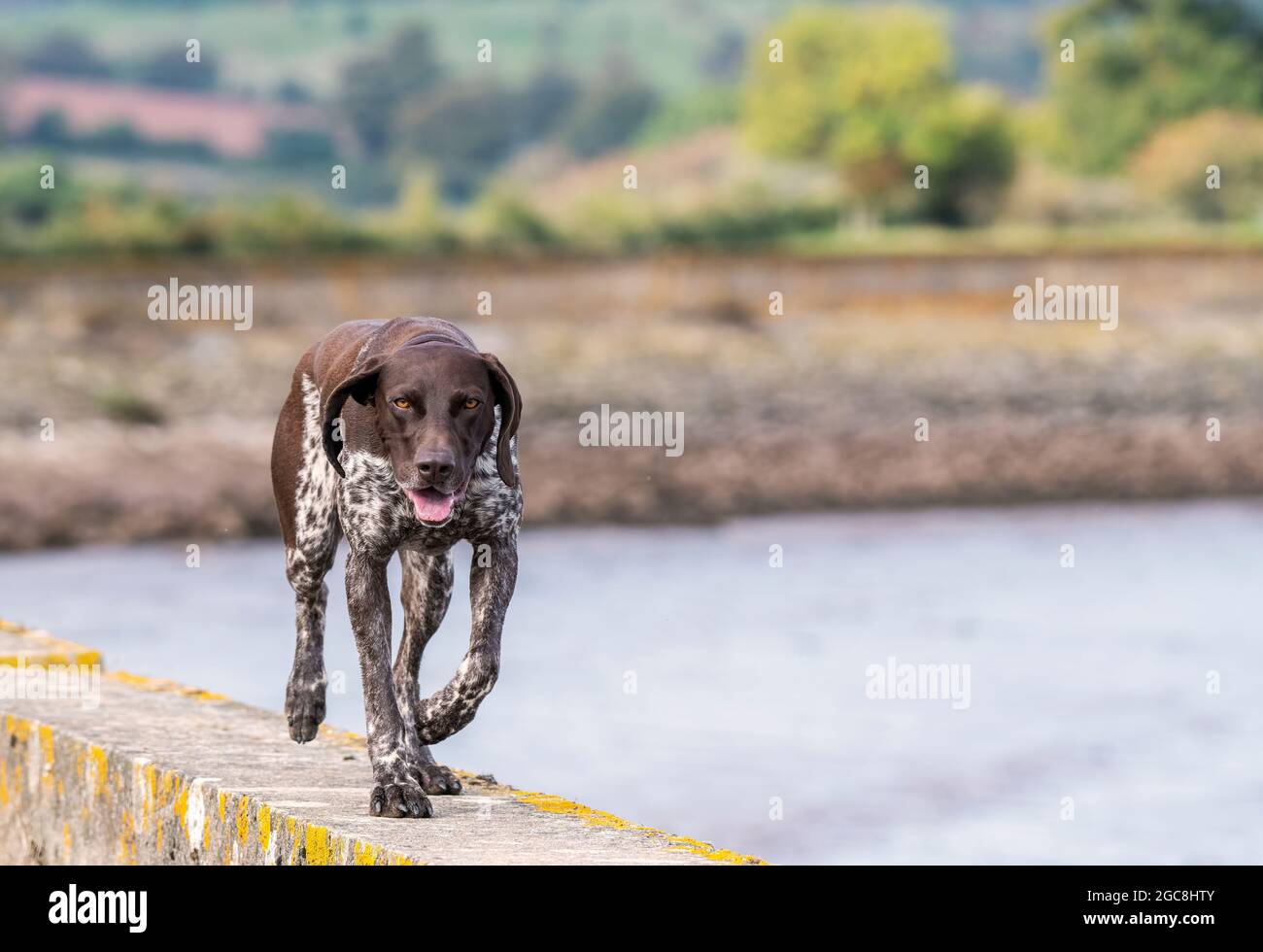 German short-haired pointer Stock Photo - Alamy