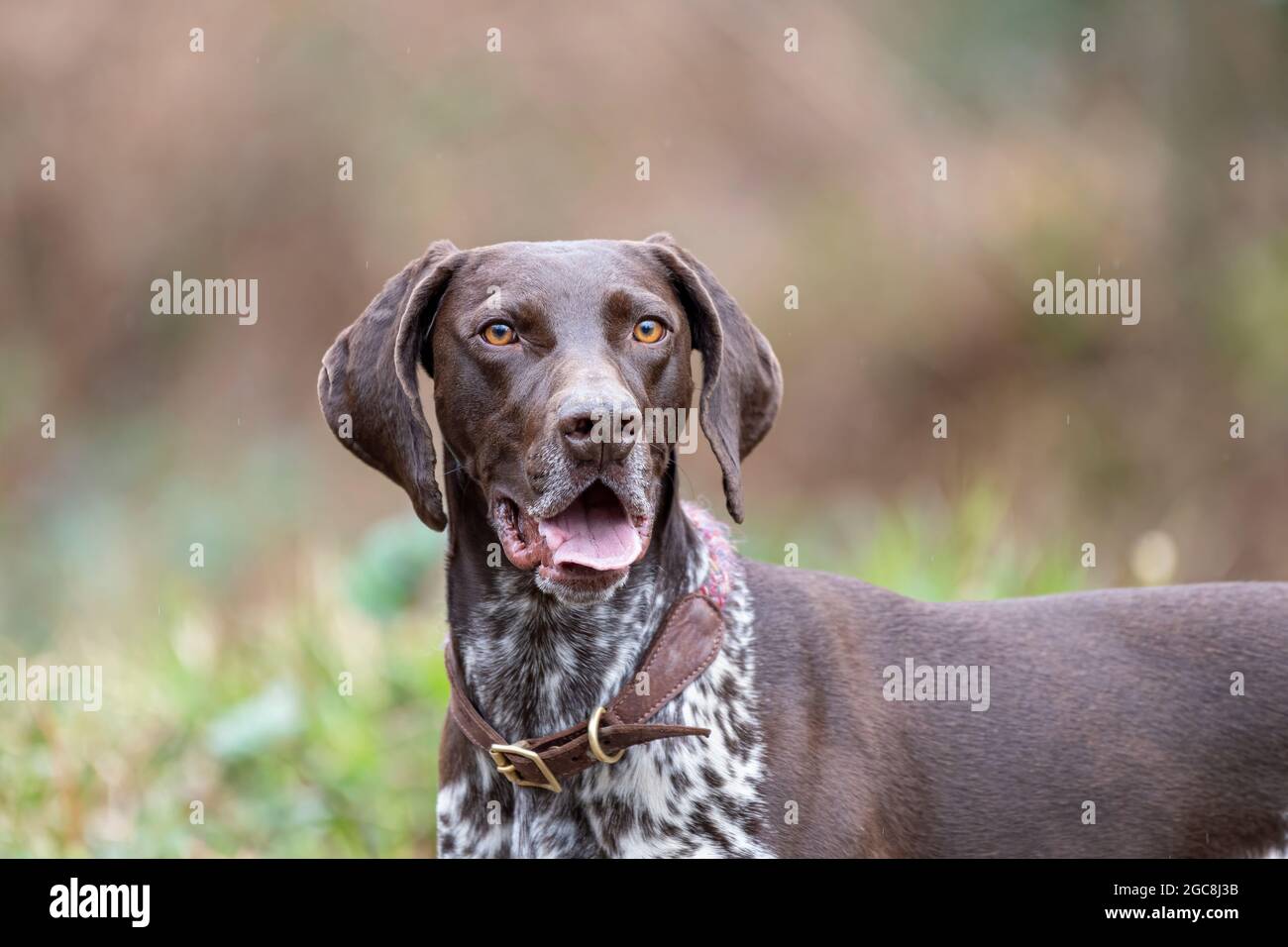 German short-haired pointer Stock Photo - Alamy