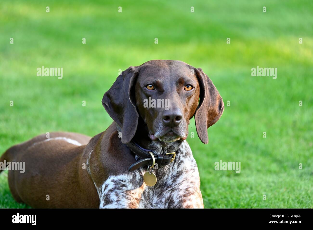 German short-haired pointer Stock Photo - Alamy
