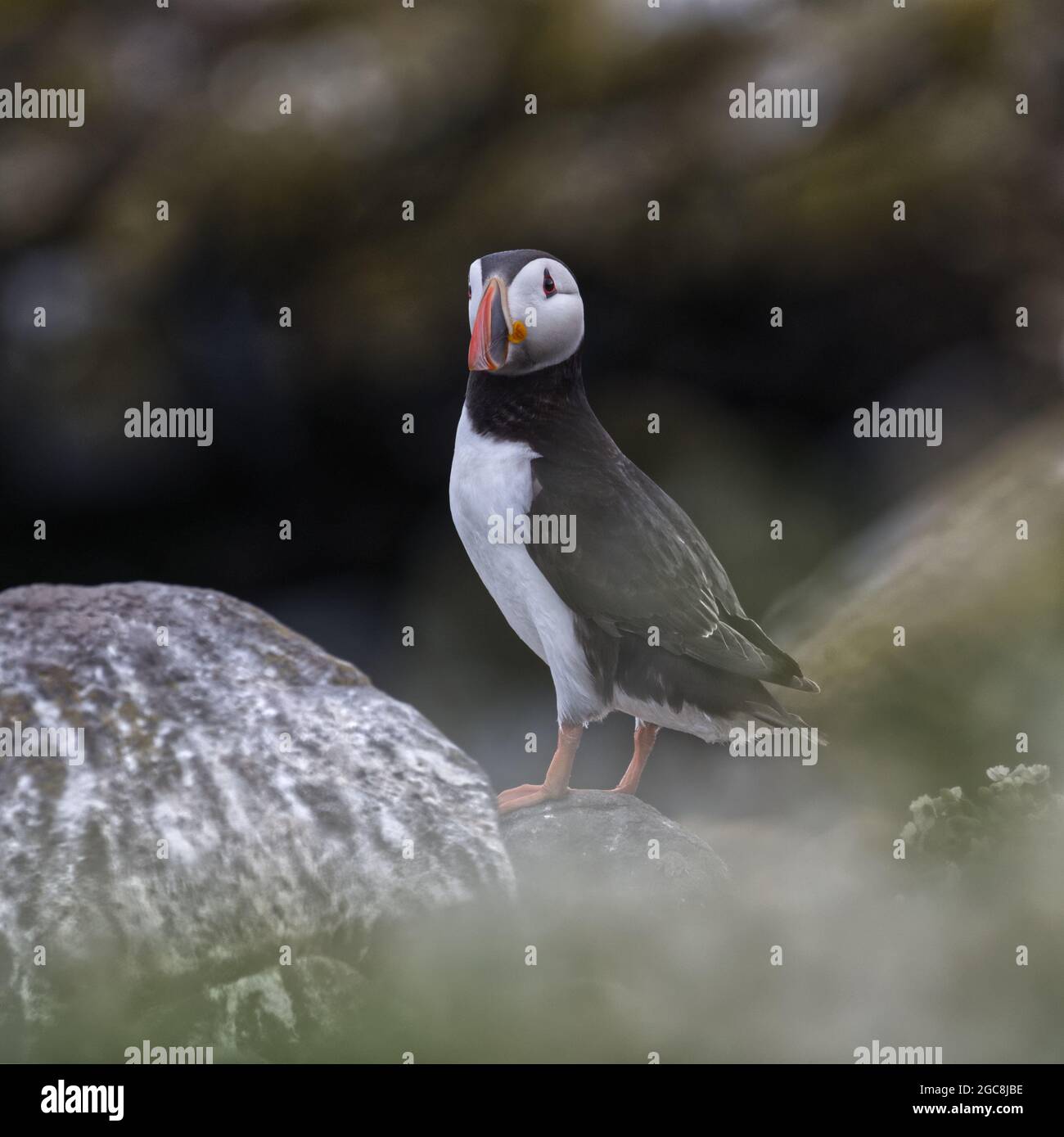Circus of puffins hi-res stock photography and images - Alamy