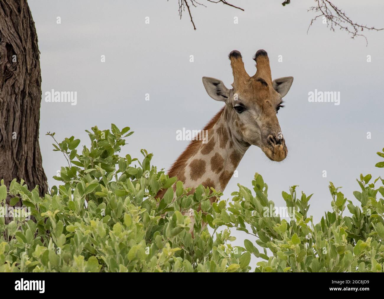 A southern giraffe looking over the treetops. Botswana , Africa Stock ...