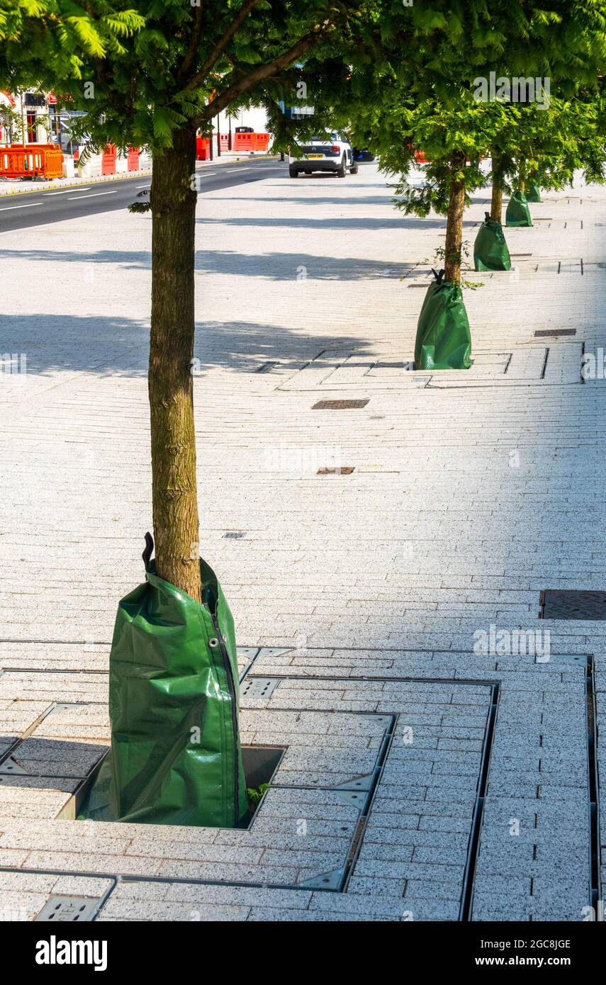 Young trees newly planted along the Strand in Liverpool Stock Photo - Alamy