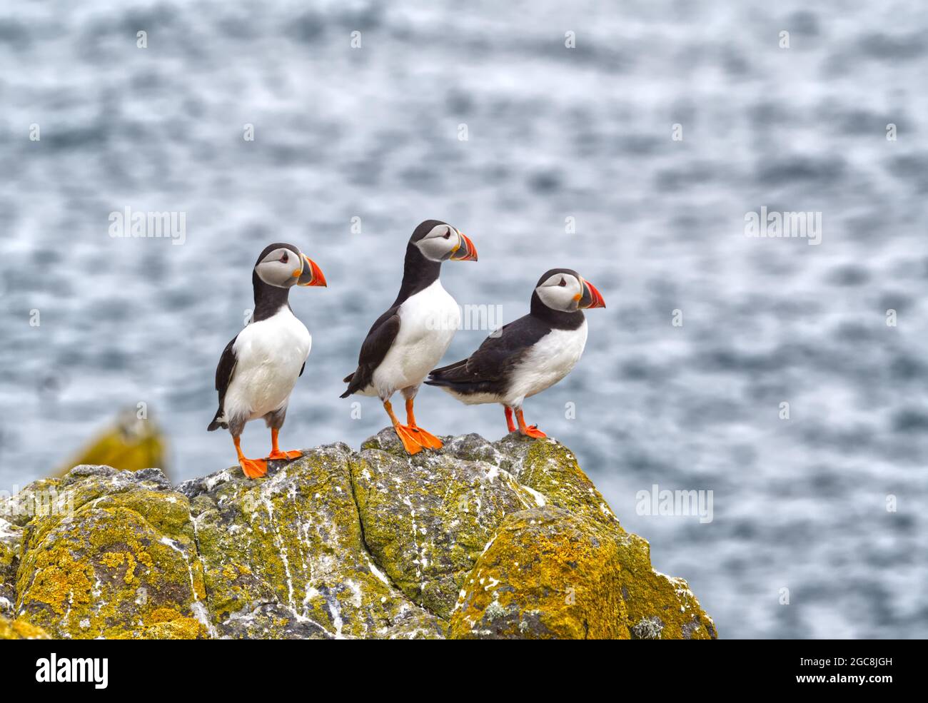 Atlantic puffins on a cliff hi-res stock photography and images - Alamy