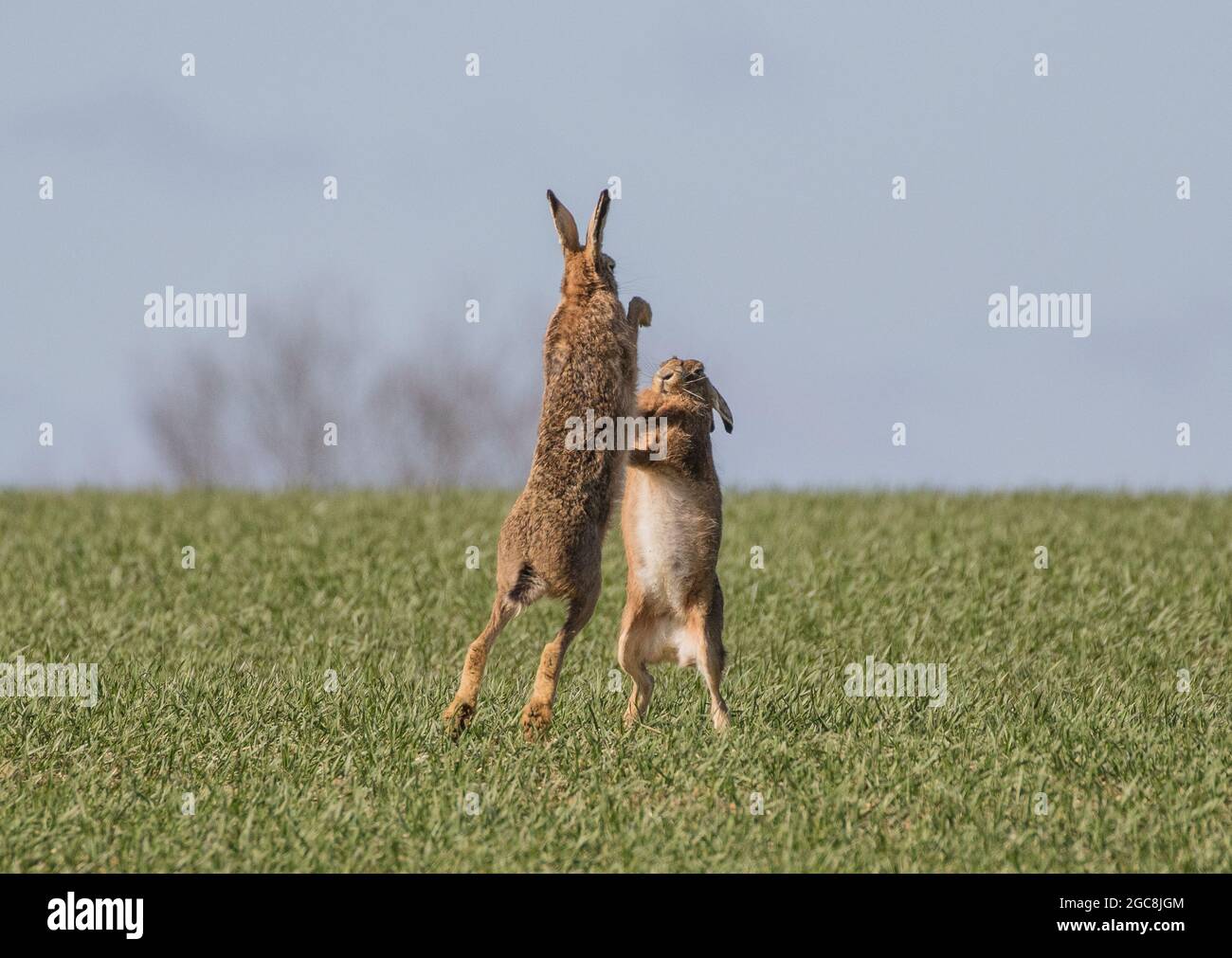 Boxing hares hi-res stock photography and images - Alamy