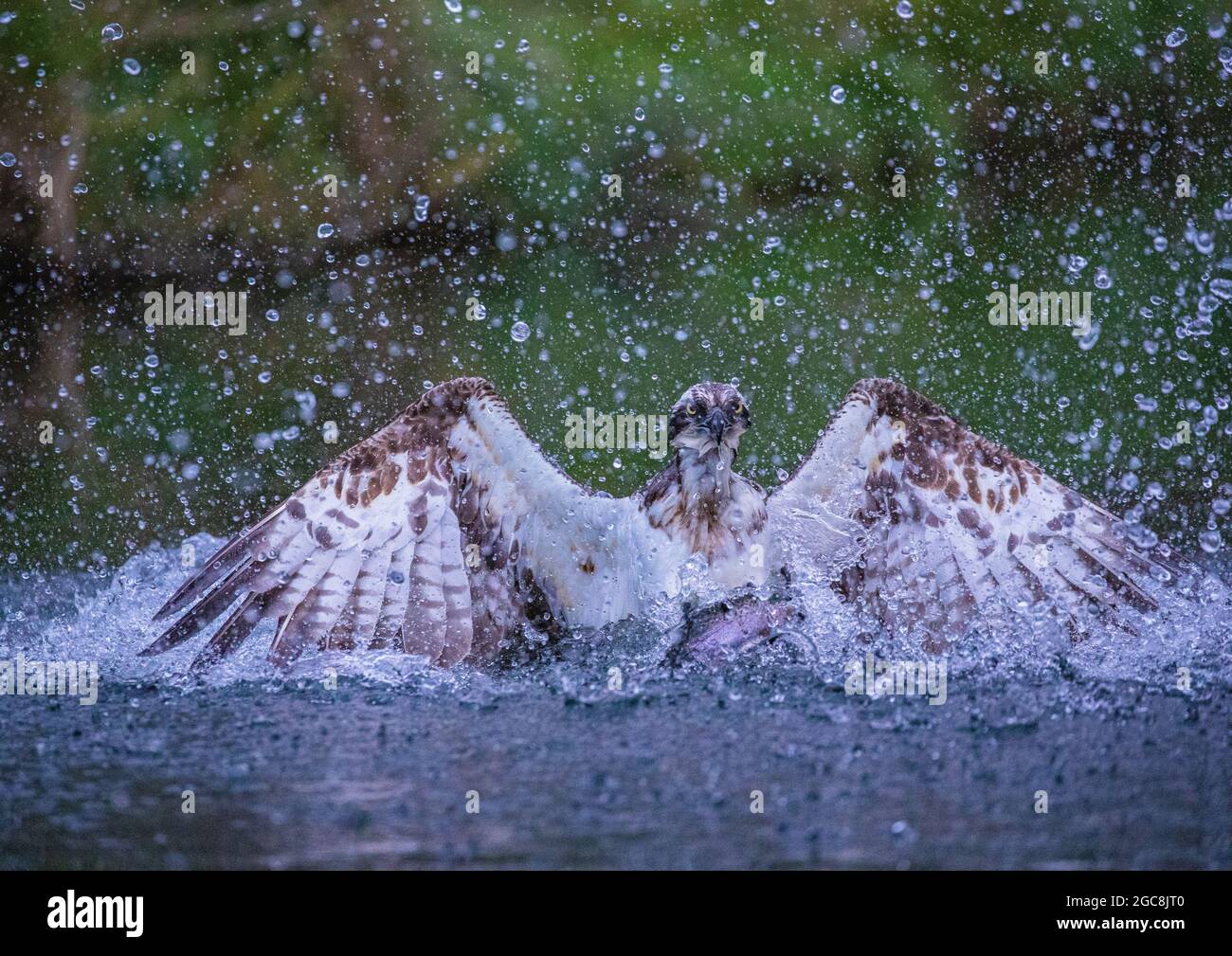 An Osprey lifting out of the water with a Rainbow Trout after a ...