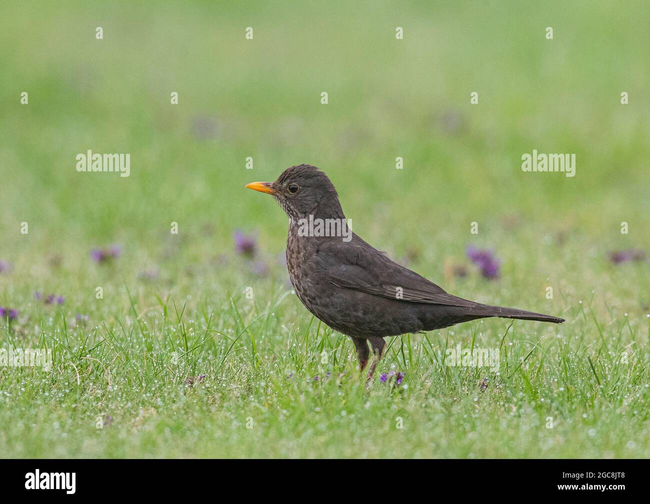 Female blackbird hunting for food on a meadow background . Suffolk ...