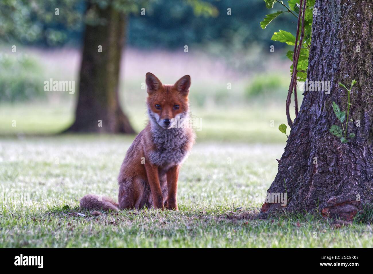 Red fox in summer wildflowers hi-res stock photography and images - Alamy