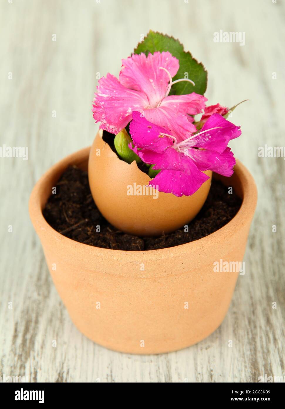Flowers growing from egg shell, on wooden background Stock Photo - Alamy