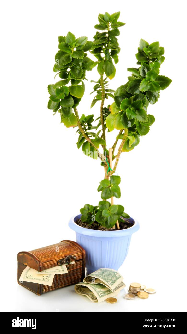 Money tree with money isolated on white Stock Photo - Alamy