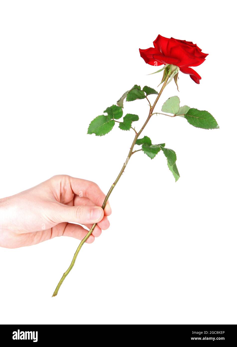 Man's hand giving a rose isolated on white Stock Photo - Alamy