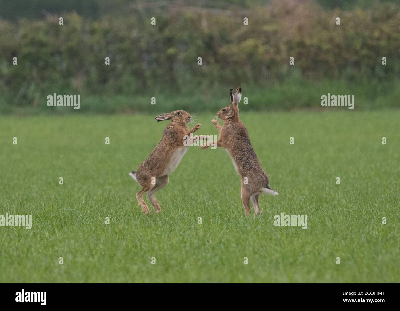 Two boxing hares hi-res stock photography and images - Alamy