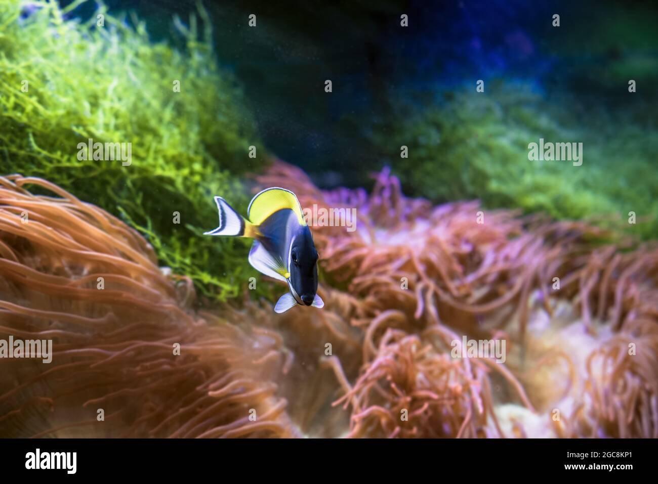 Powder blue tang surgeon fish hi-res stock photography and images - Alamy