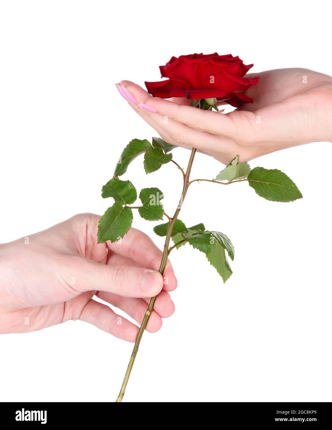 Man's hand giving a rose isolated on white Stock Photo - Alamy
