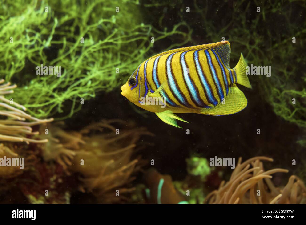 underwater view of bright swimming Regal angelfish or Pygoplites ...