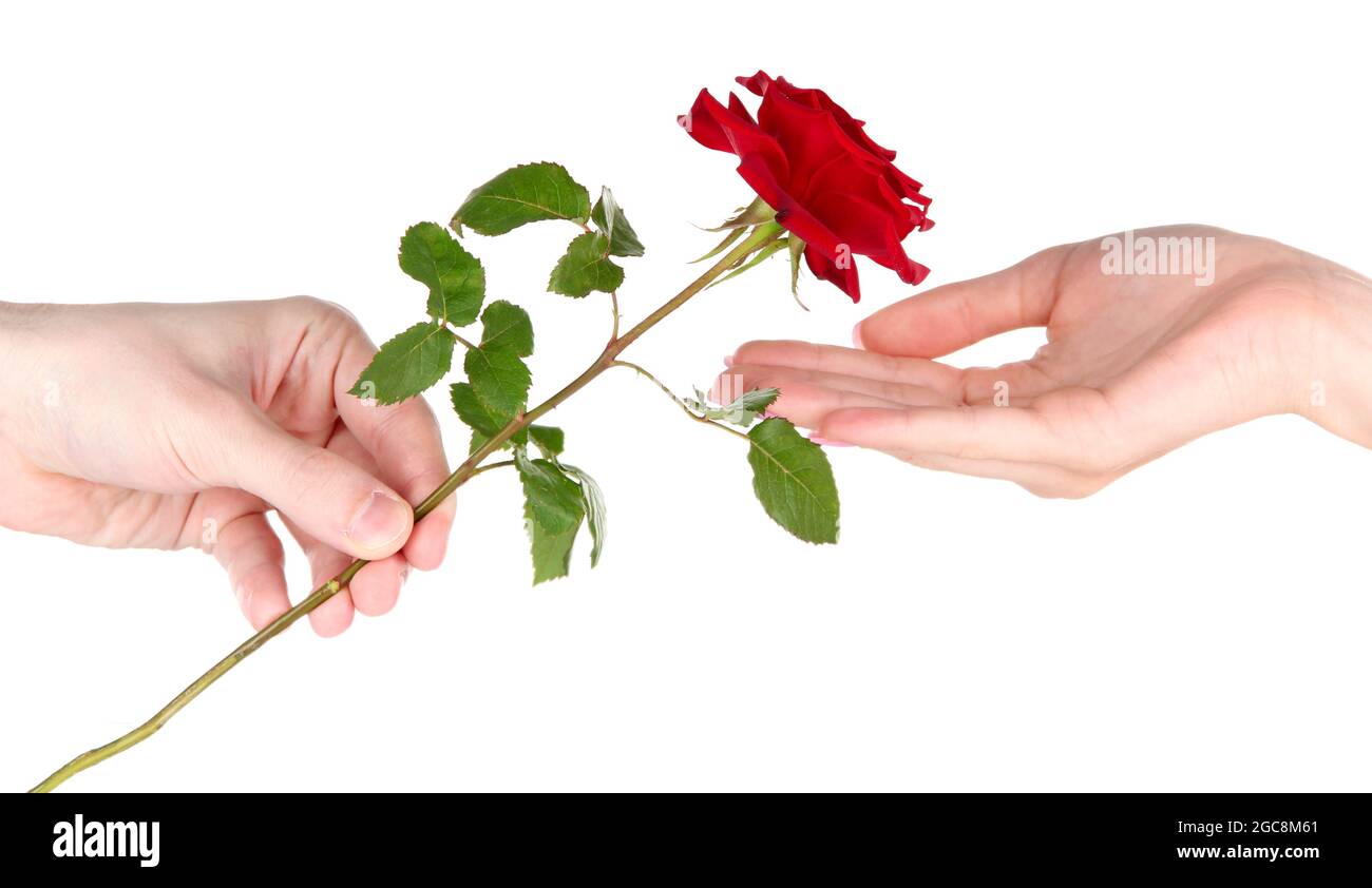 Man's hand giving a rose isolated on white Stock Photo - Alamy