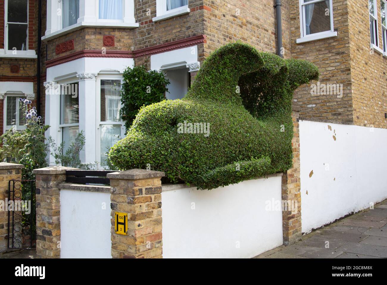 A topiary hedge cut in the shape of a dolphin in the front garden of a ...
