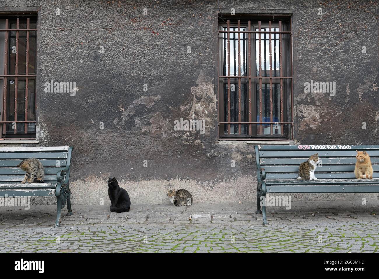Istanbul, Turkey. Street cats in front of the Istanbul Archaeological ...