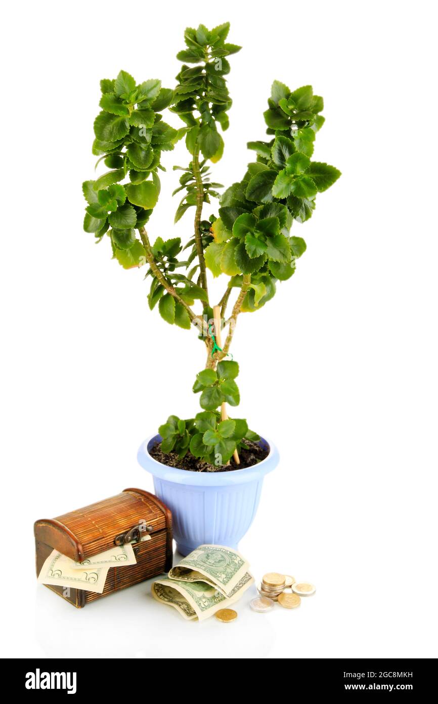Money tree with money isolated on white Stock Photo - Alamy