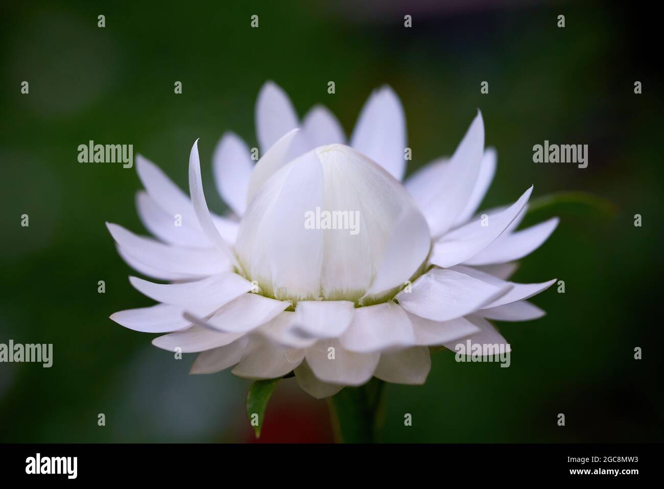 White Strawflower or Golden everlasting (Xerochrysum bracteatum Stock ...