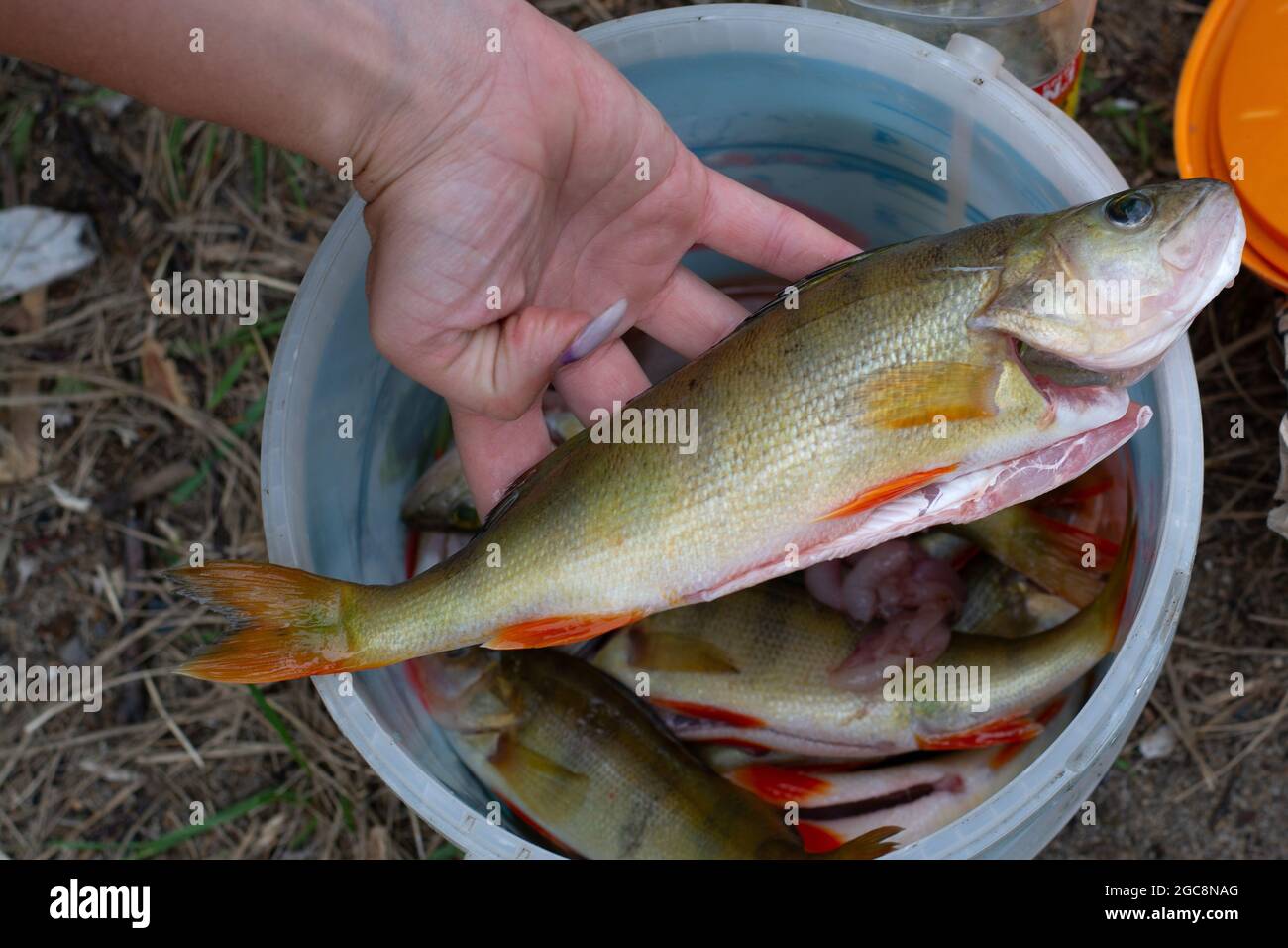 Cooking in nature hi-res stock photography and images - Alamy