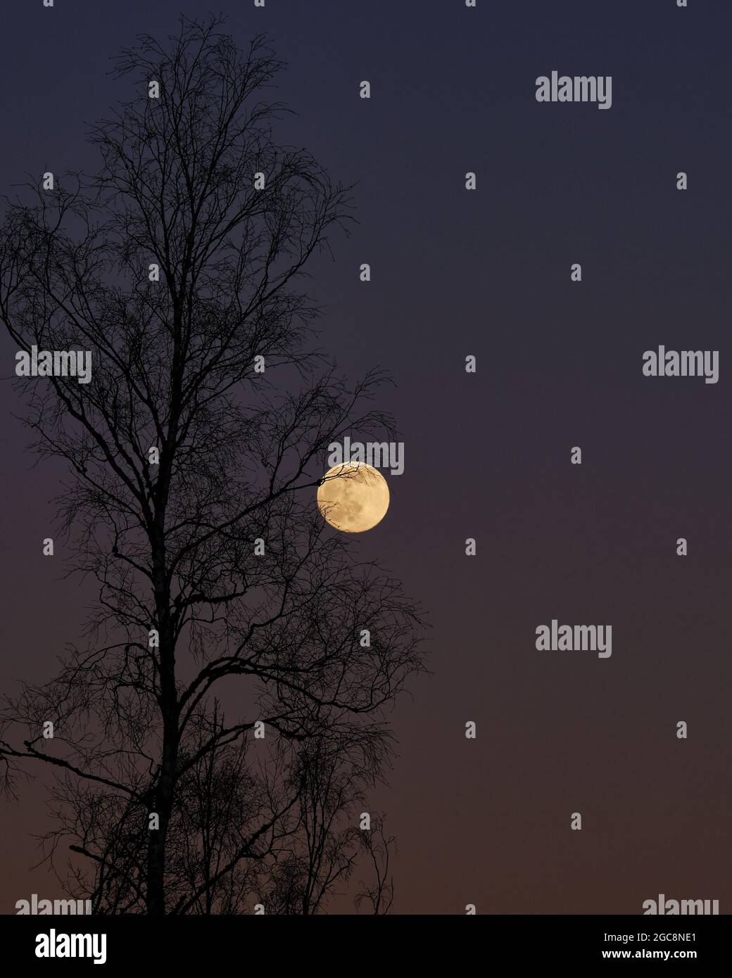 moon and tree Stock Photo - Alamy
