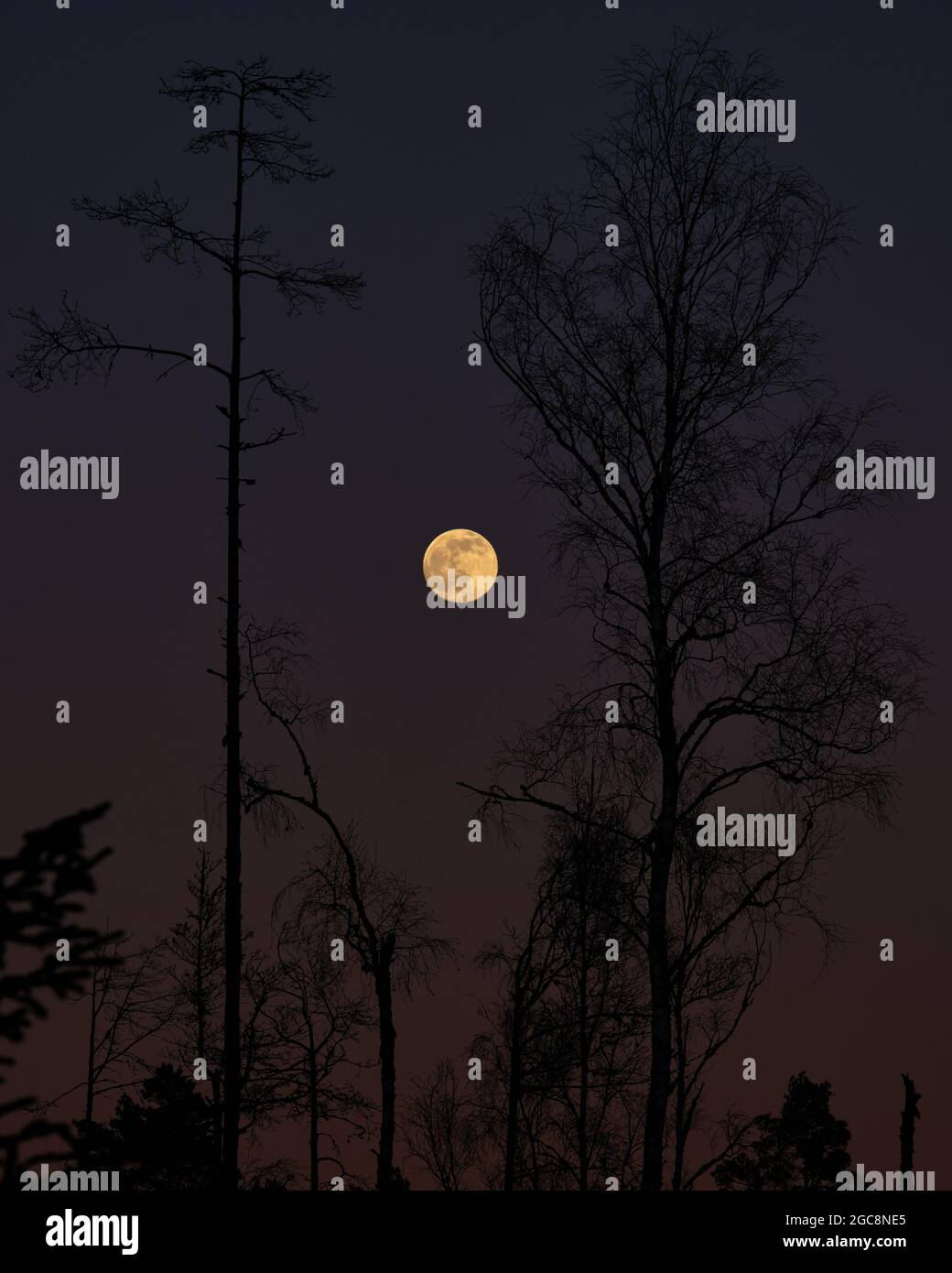 full moon over the forest Stock Photo - Alamy