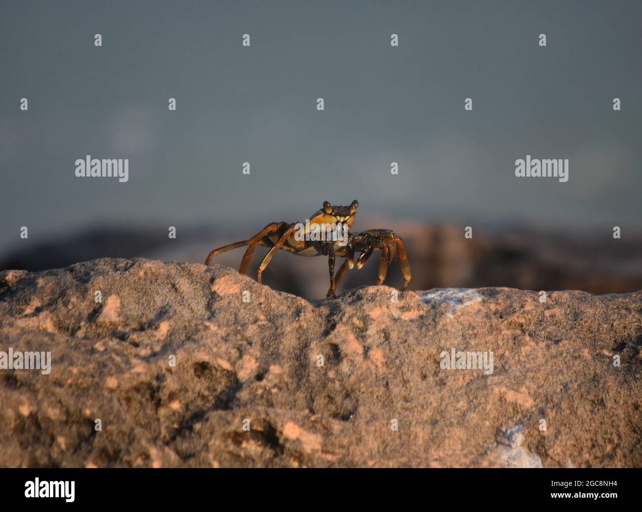 Soft shelled crab walking on top of a rock Stock Photo - Alamy