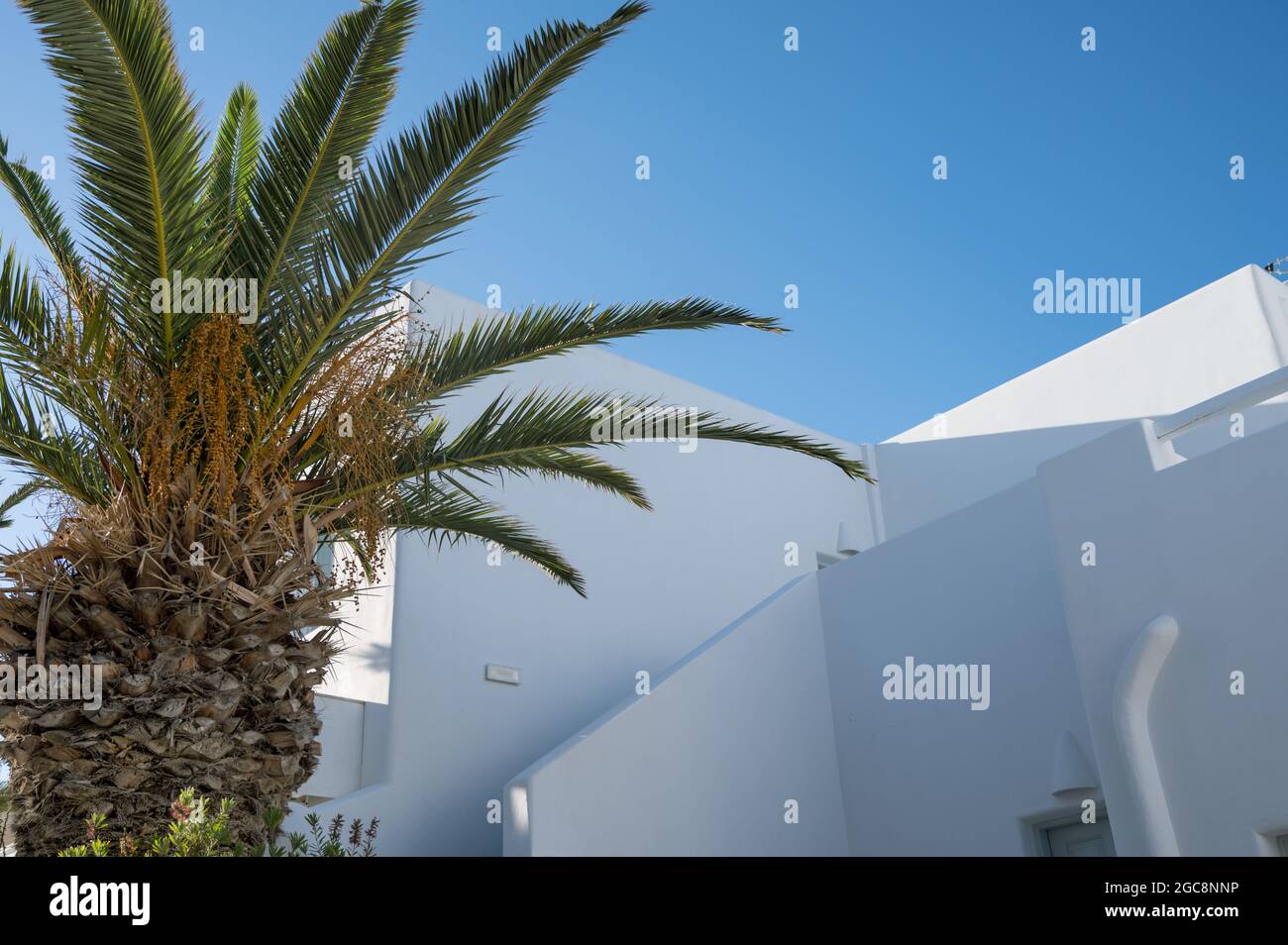 Palm tree near traditional greek house on Santorini island, Greece ...
