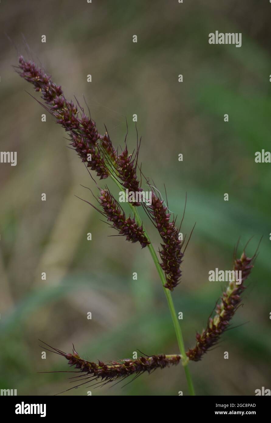 Stubborn grass types hi-res stock photography and images - Alamy