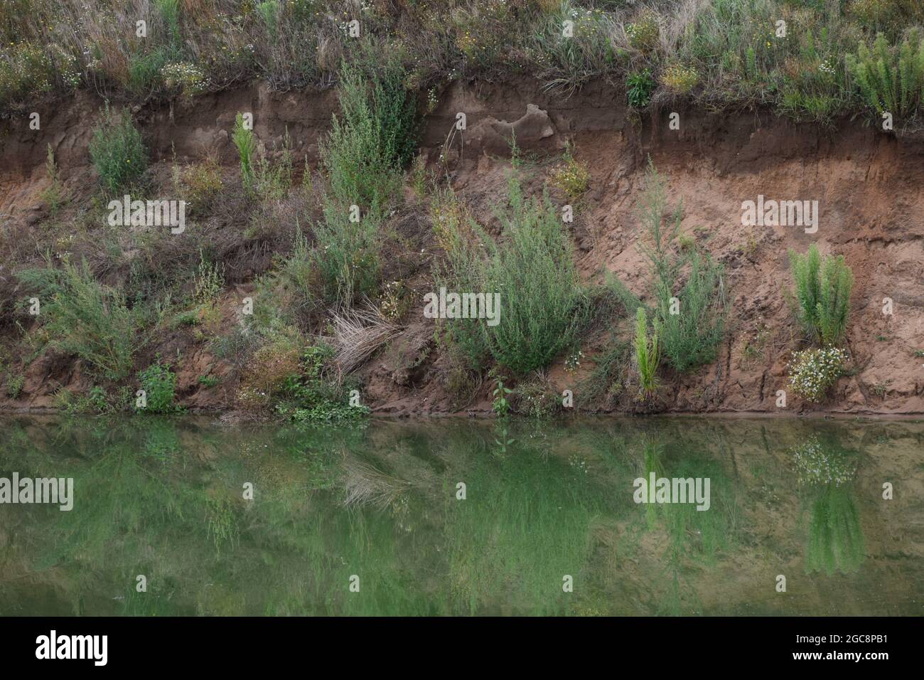 First colonization plants hi-res stock photography and images - Alamy