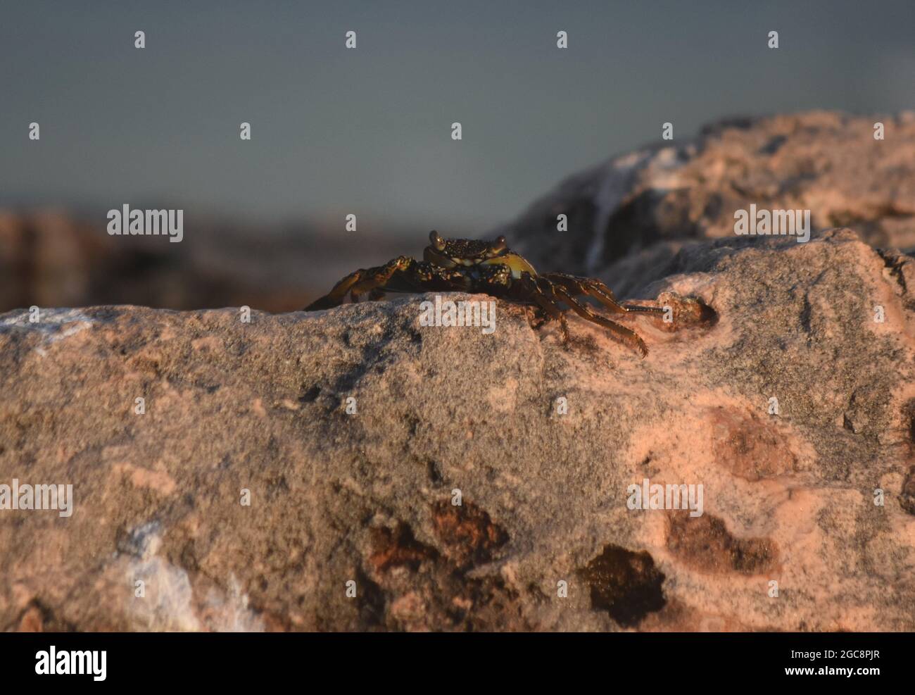 Tropical soft shelled crab standing on top of a rock Stock Photo - Alamy